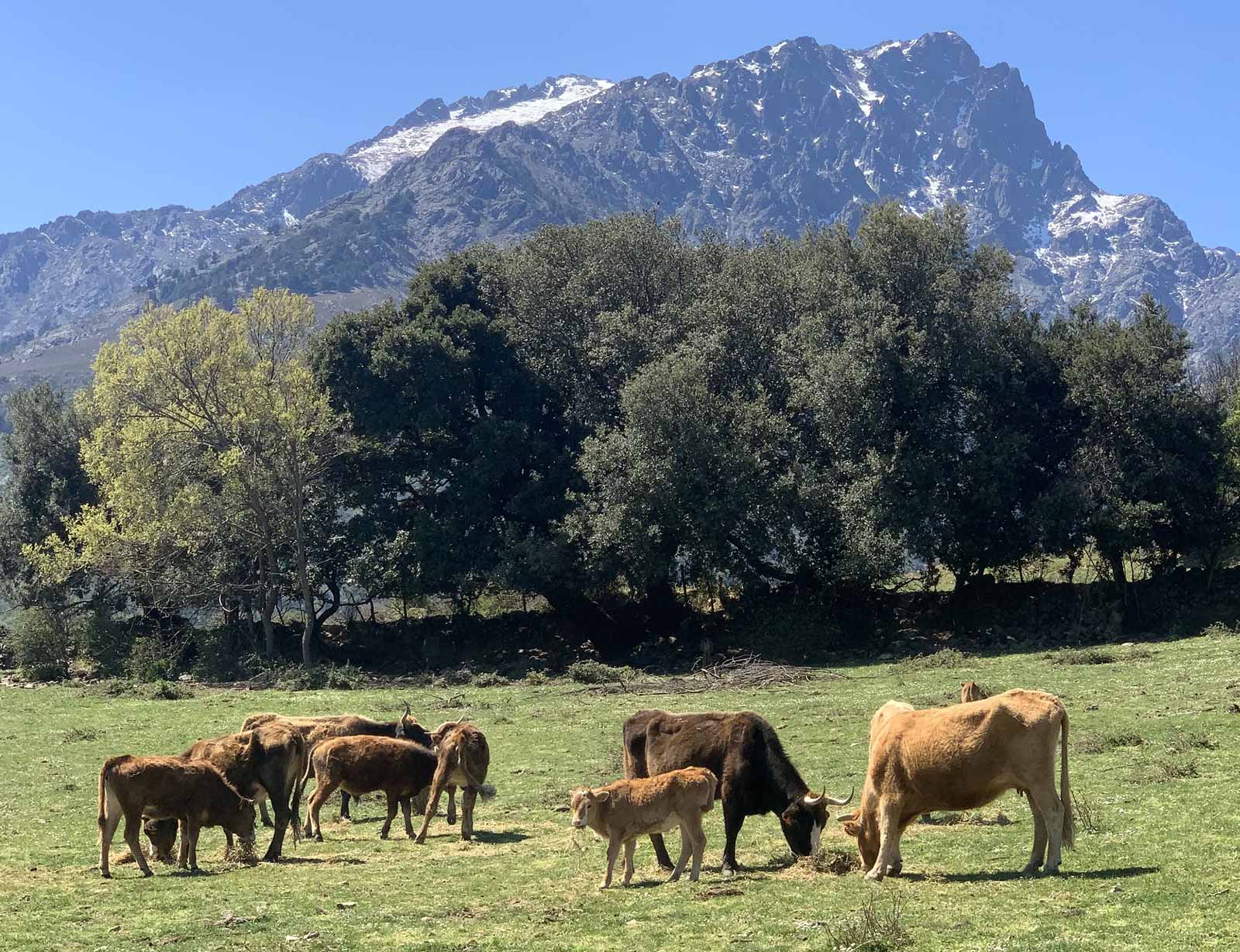 Domaine de Pinelli - Location de Bergeries Typiques en Balagne Corse ...