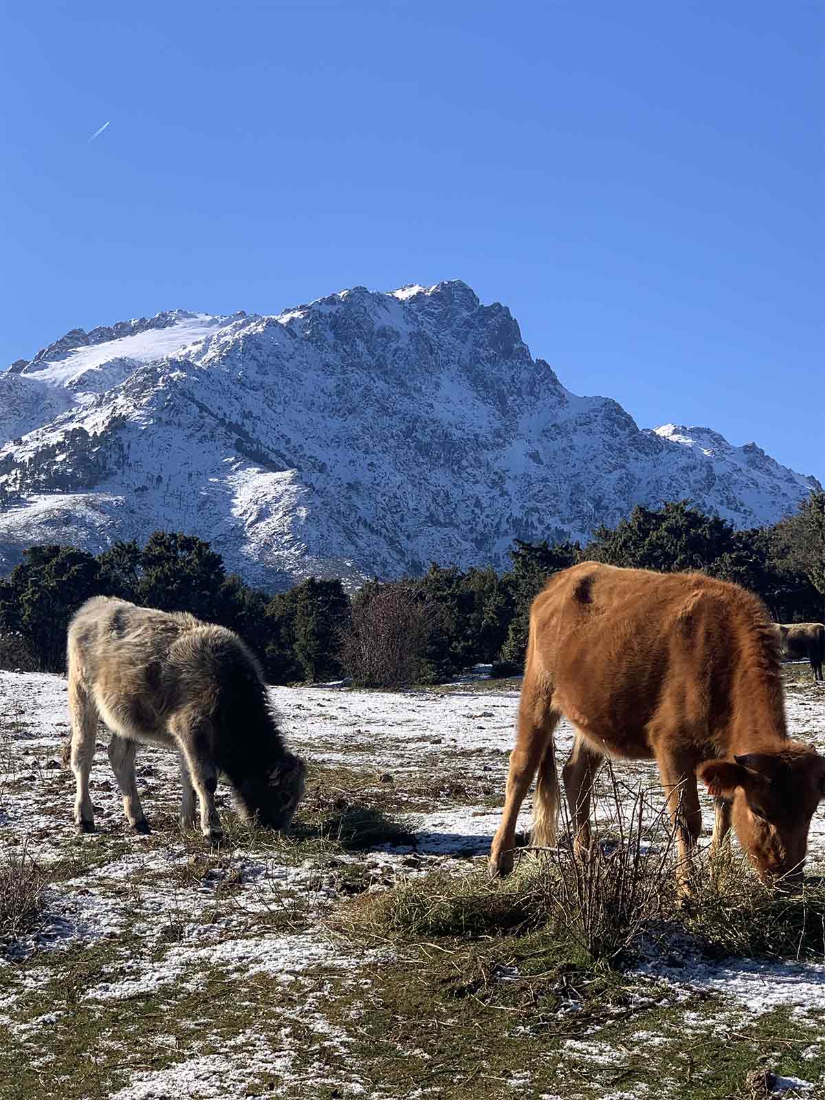 Domaine de Pinelli - Location de Bergeries Typiques en Balagne Corse ...